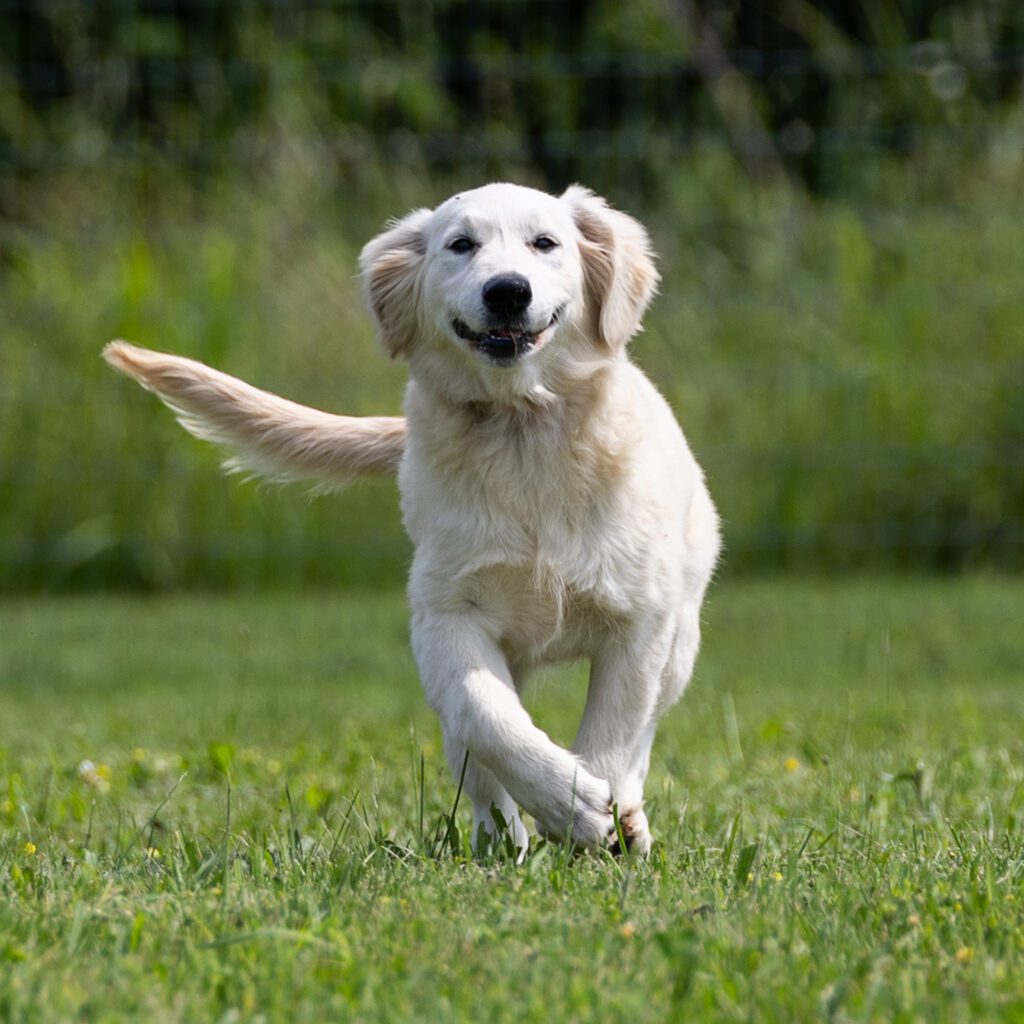 Mini Goldens - GoldenQuest Comfort Retrievers