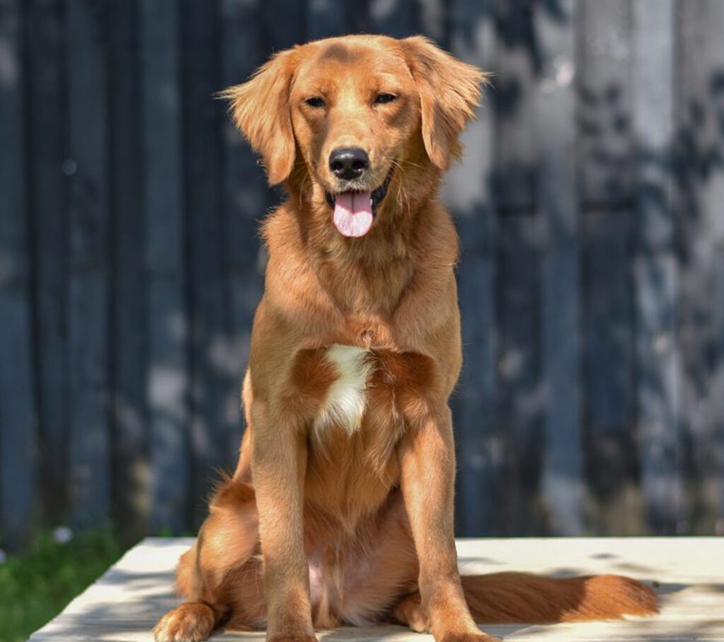 Health & Longevity - GoldenQuest Comfort Retrievers