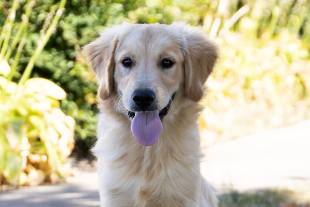 About - GoldenQuest Comfort Retrievers